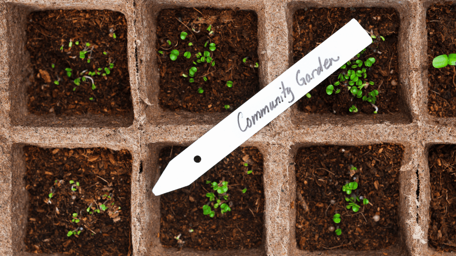 Making a Difference - Plants for Mental Health – Mental Houseplants™